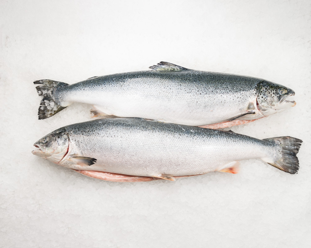 Лосось «Salmon» 5-9 охлажденный цена от 630 грн заказать с доставкой в ...